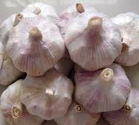 Normal white garlic – TOSOH INTERNATIONAL